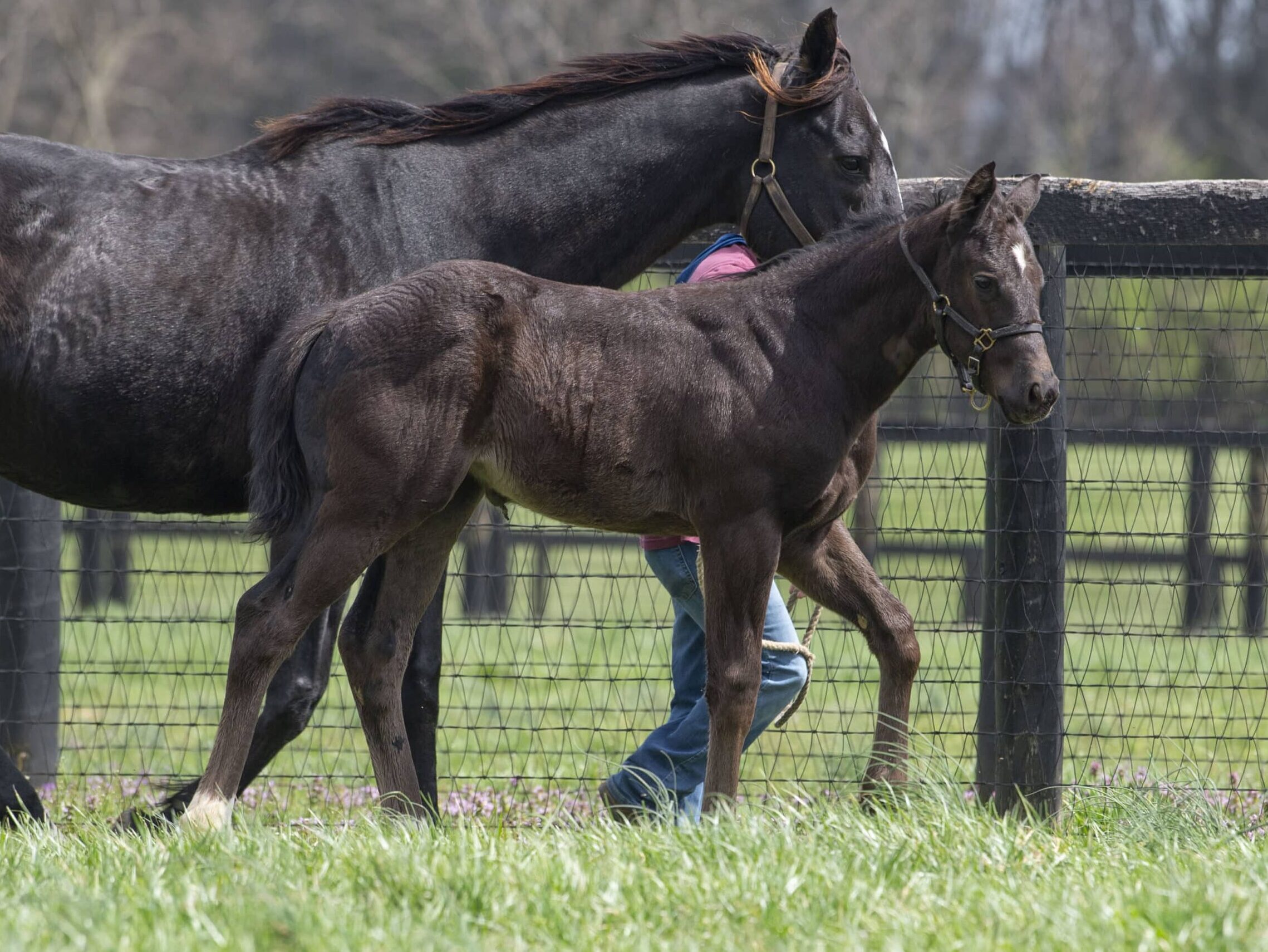 Forte - Thoroughbred Stallion at Spendthrift Farm, KY