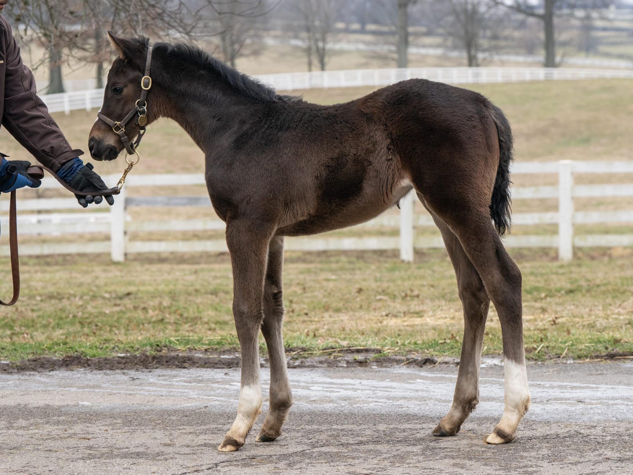 Forte - Thoroughbred Stallion at Spendthrift Farm, KY