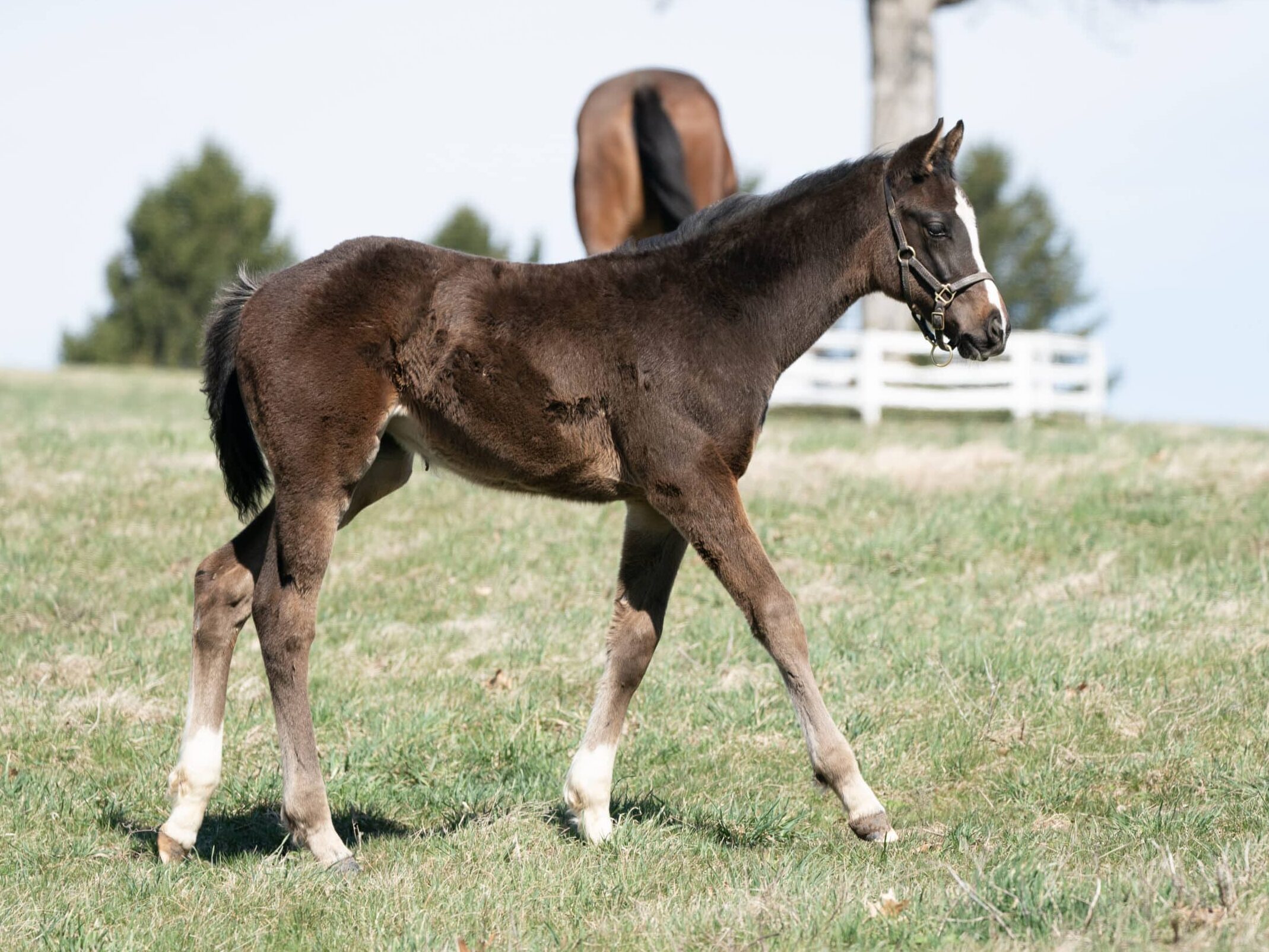 Forte - Thoroughbred Stallion at Spendthrift Farm, KY