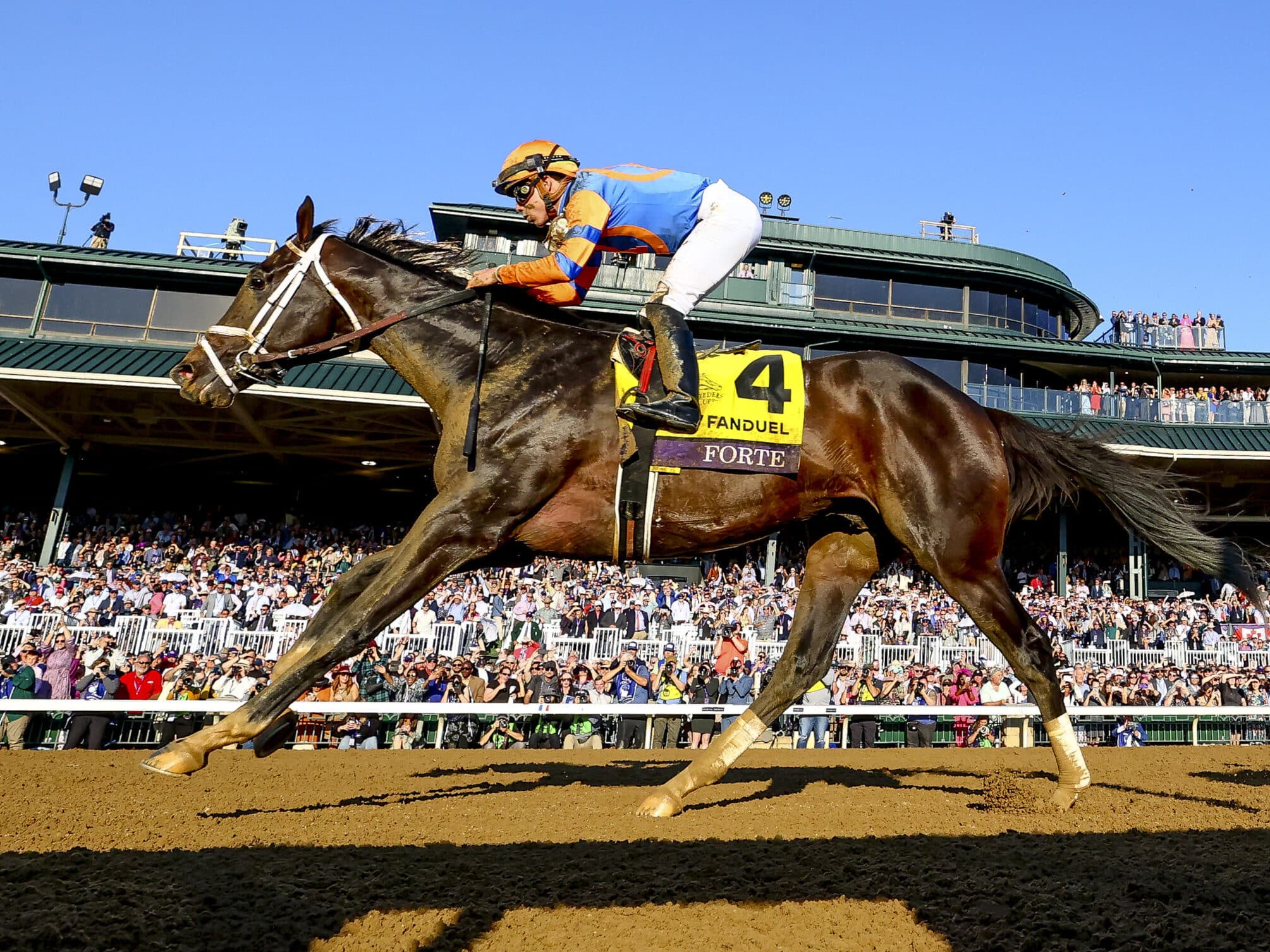 Forte - Thoroughbred Stallion at Spendthrift Farm, KY