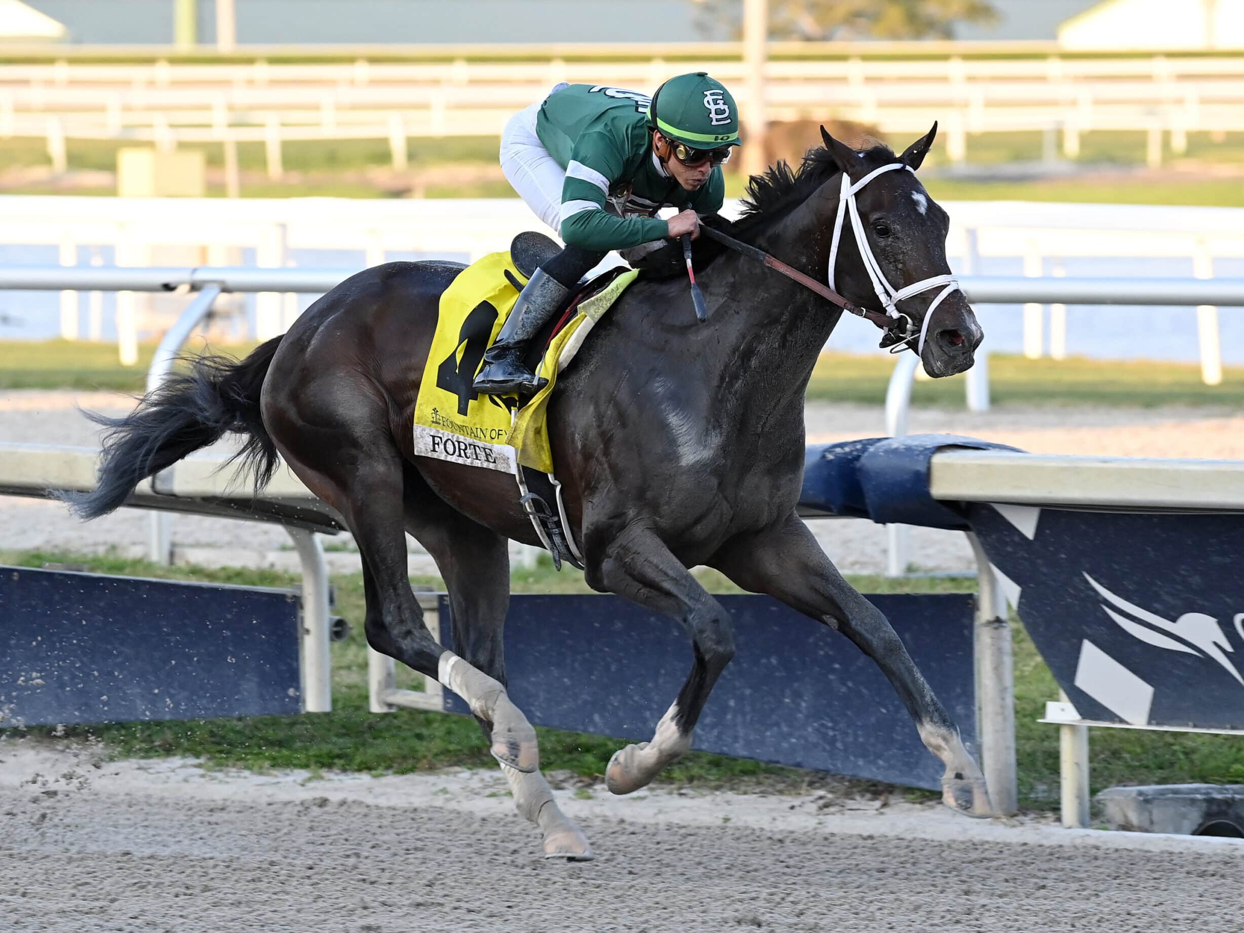 Forte - Thoroughbred Stallion at Spendthrift Farm, KY