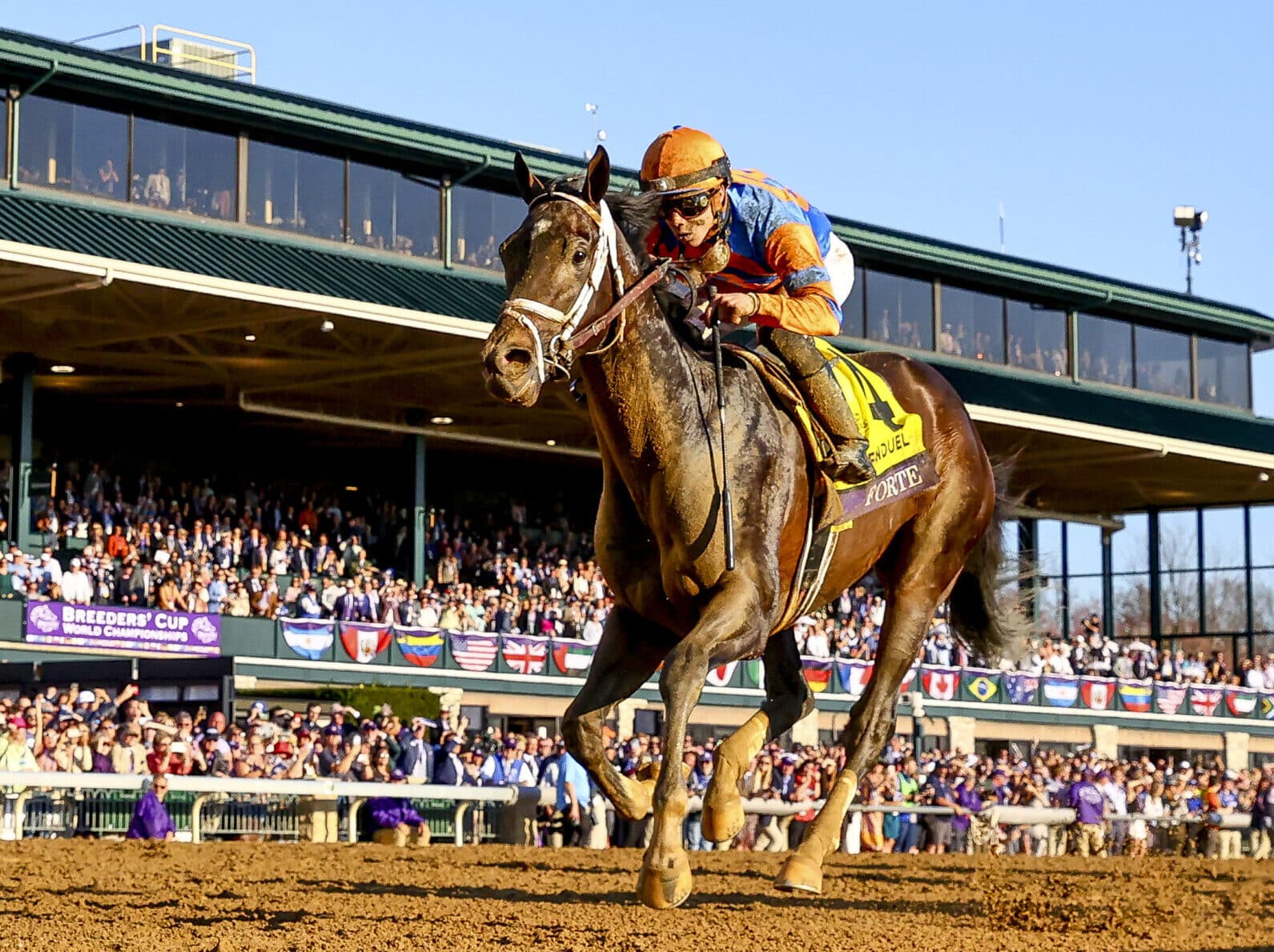 Forte - Thoroughbred Stallion at Spendthrift Farm, KY