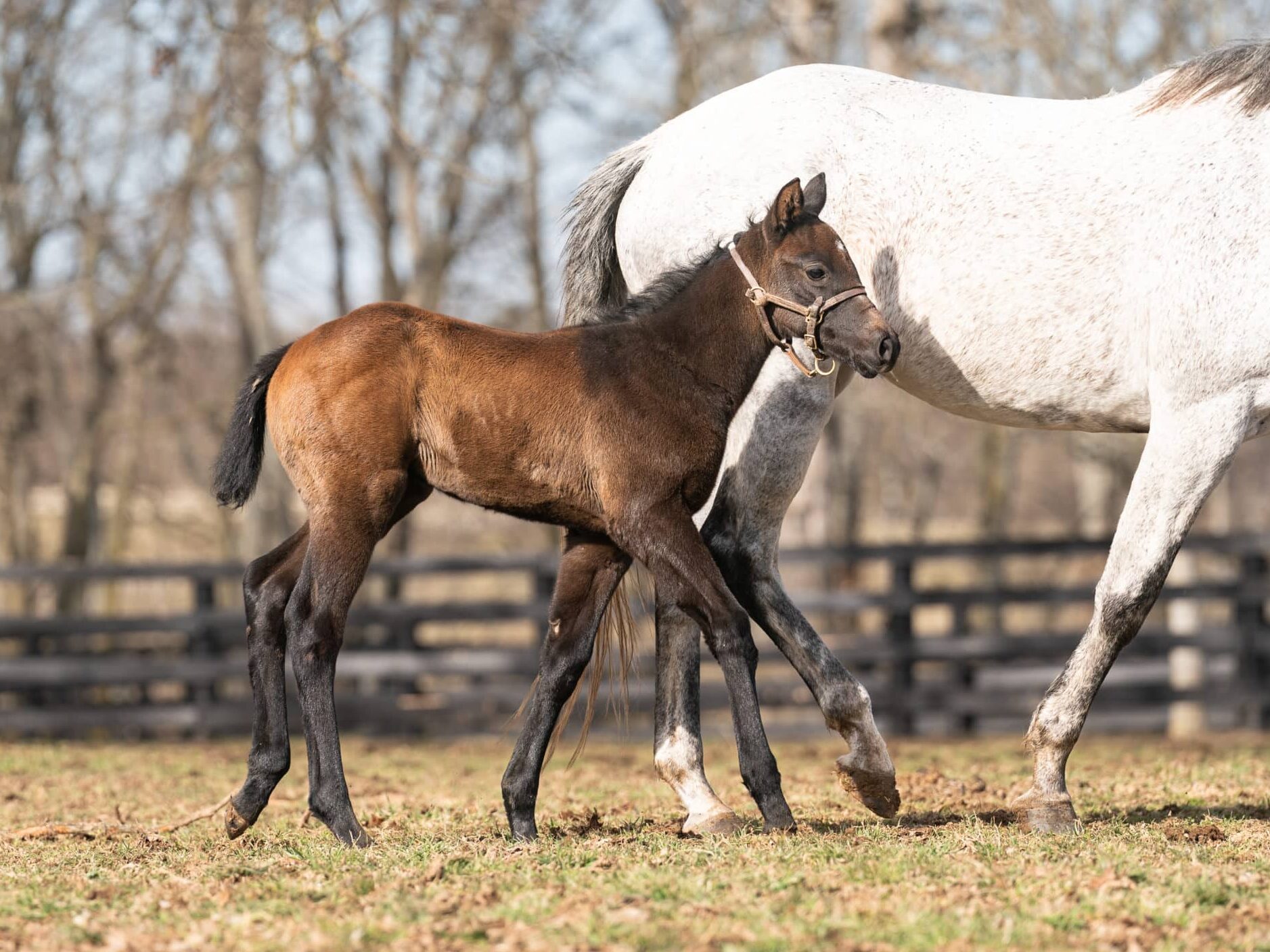 Taiba - Thoroughbred Stallion at Spendthrift Farm, KY