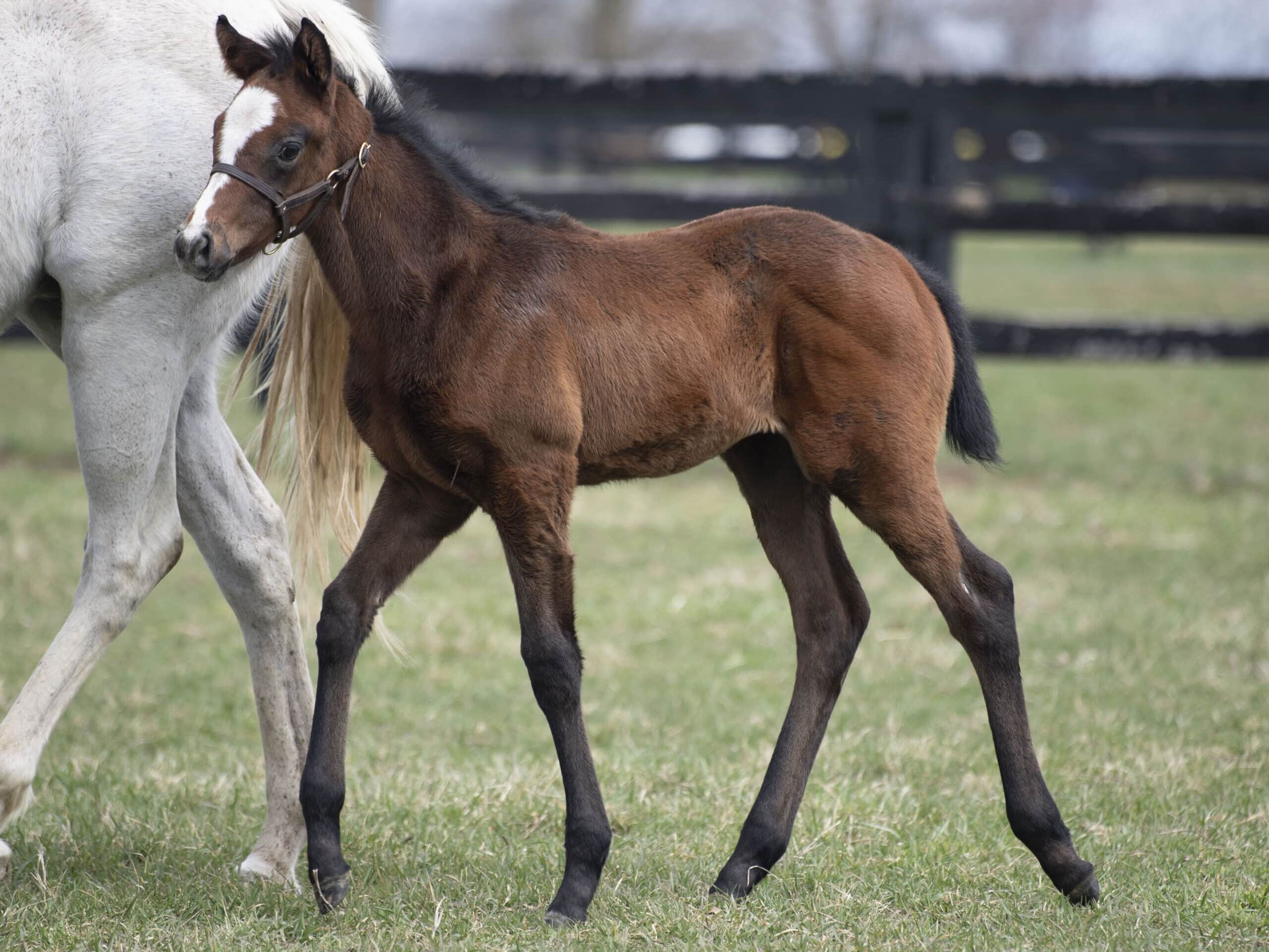 Taiba - Thoroughbred Stallion at Spendthrift Farm, KY