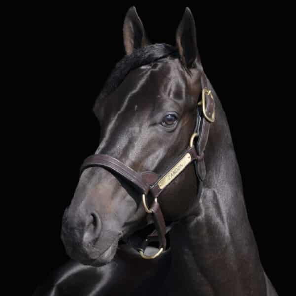 Stallions - Spendthrift - A Kentucky Thoroughbred Stallion Farm