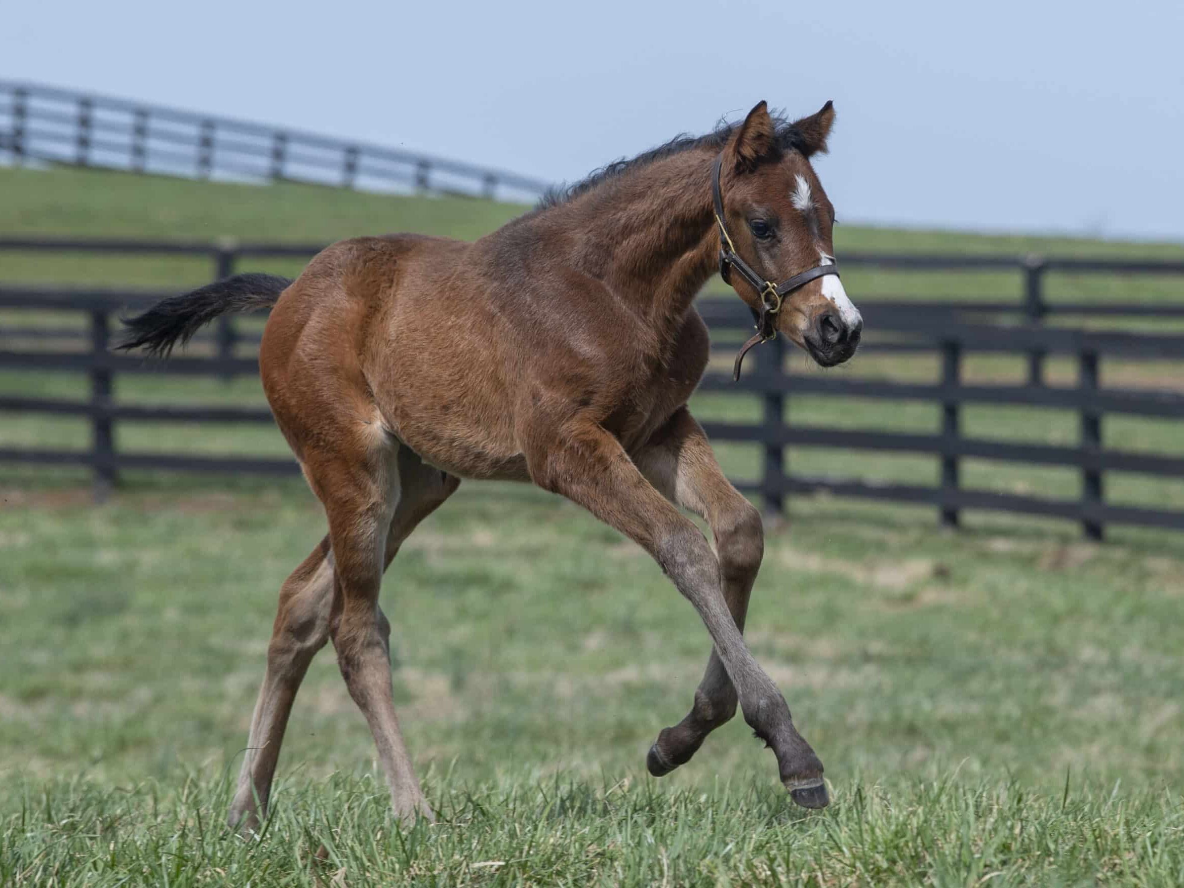 Zandon - Thoroughbred Stallion at Spendthrift Farm, KY
