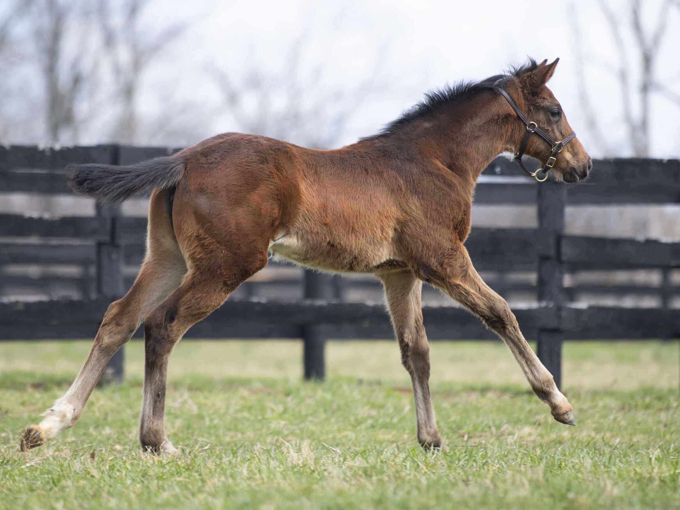 Zandon - Thoroughbred Stallion at Spendthrift Farm, KY