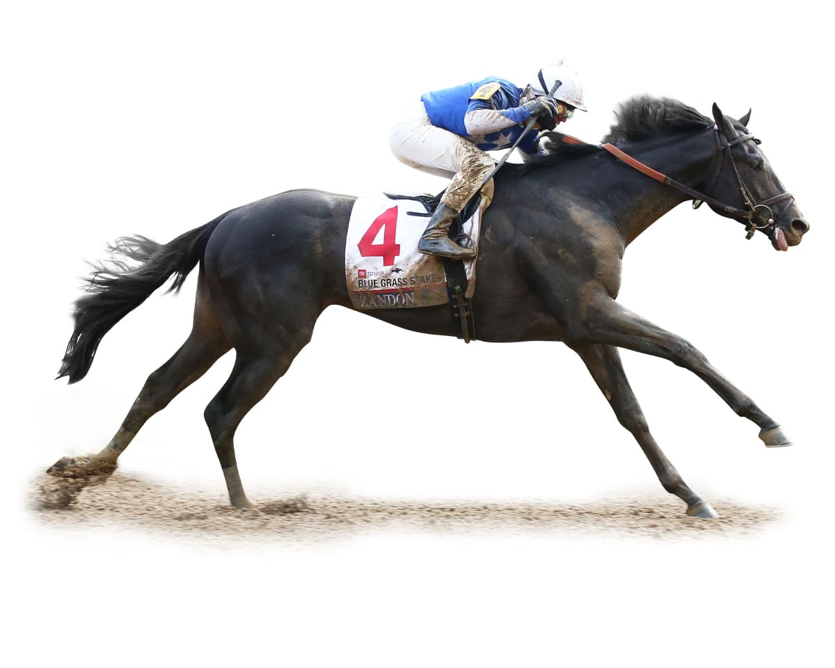 Zandon - Thoroughbred Stallion at Spendthrift Farm, KY