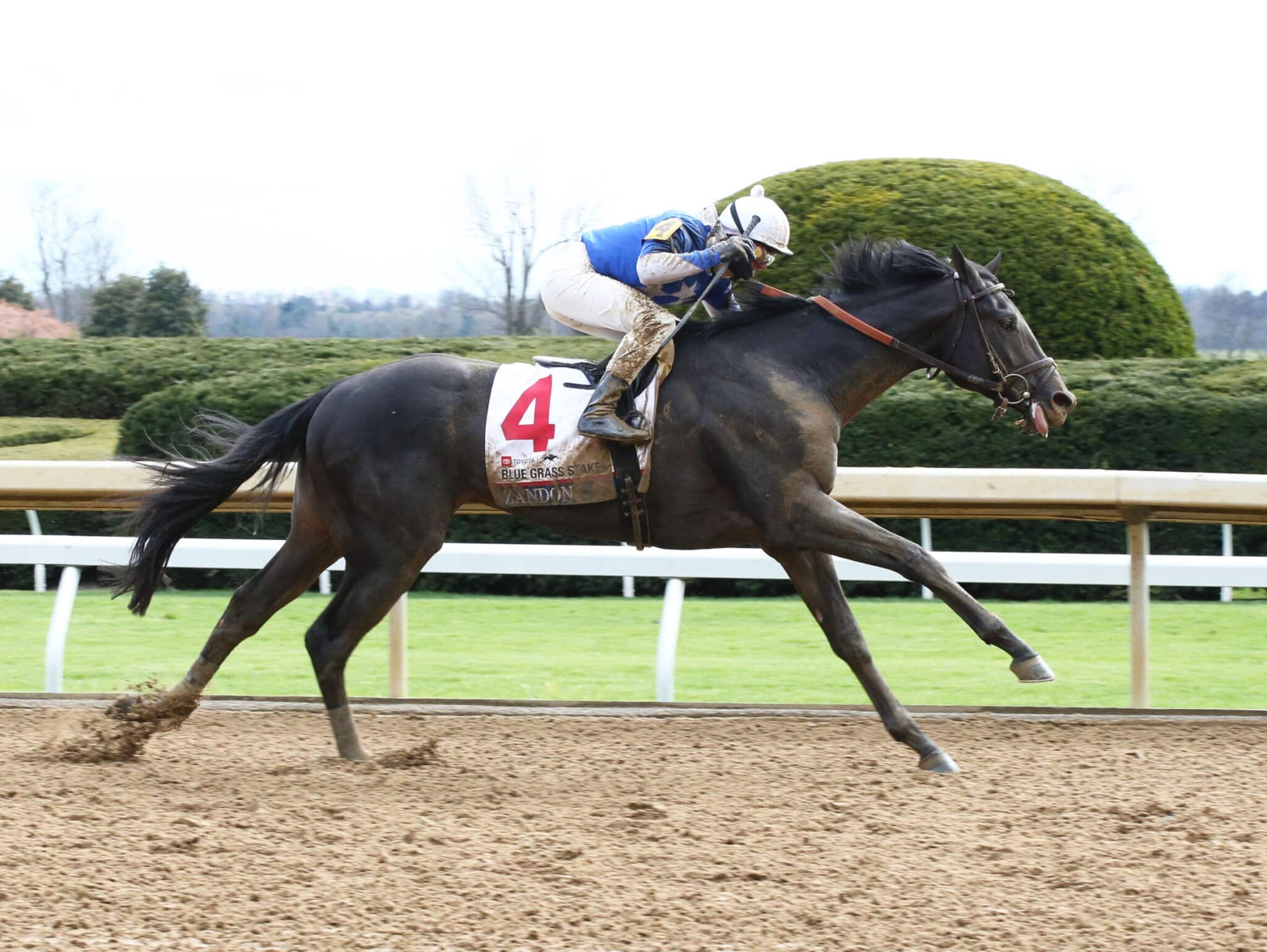 Zandon - Thoroughbred Stallion at Spendthrift Farm, KY