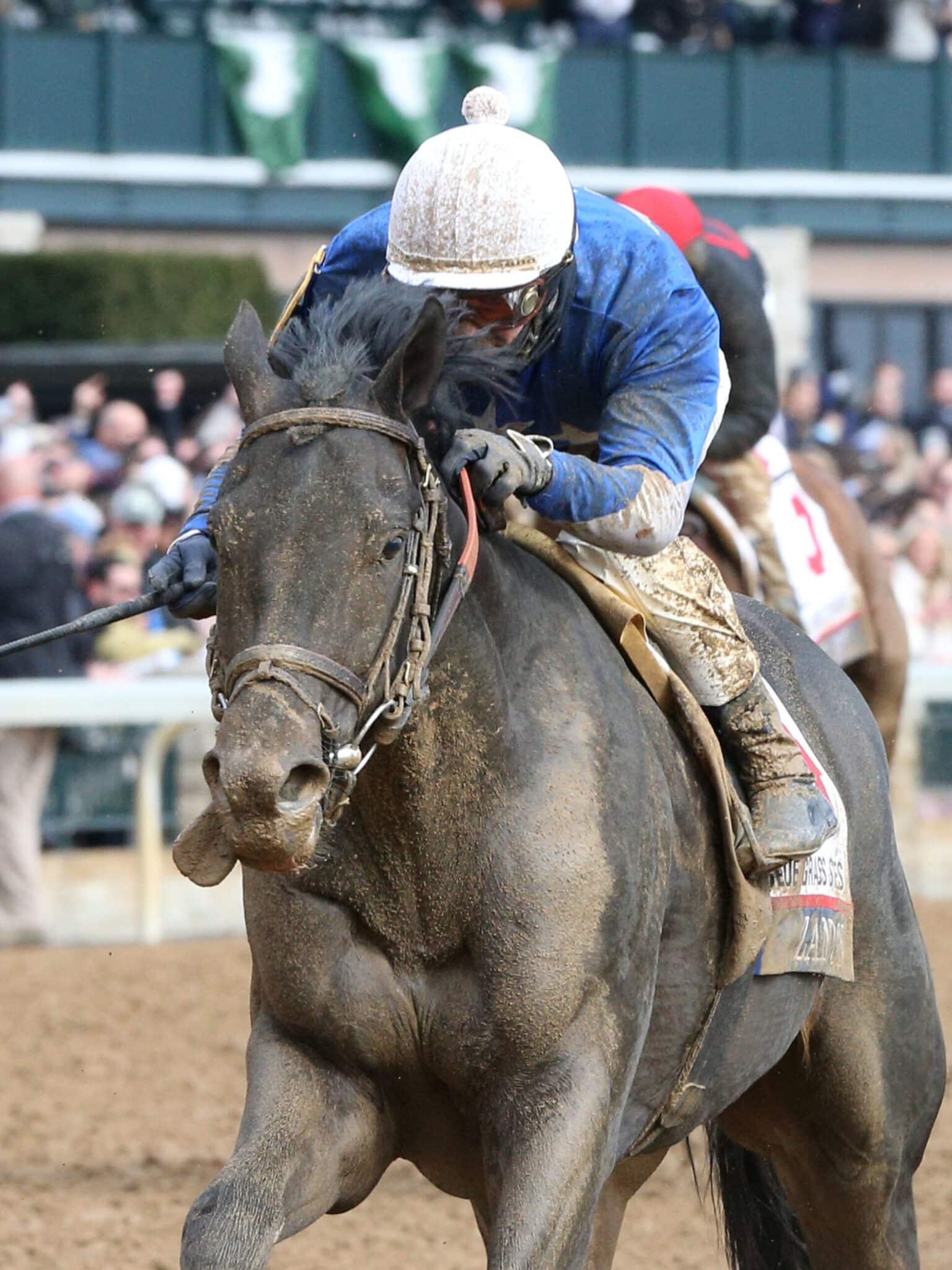 Zandon - Thoroughbred Stallion at Spendthrift Farm, KY