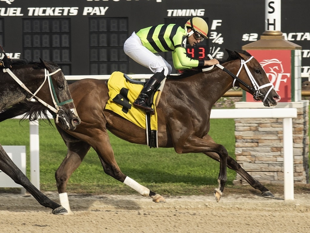 Maximus Mischief - Thoroughbred Stallion at Spendthrift Farm, KY