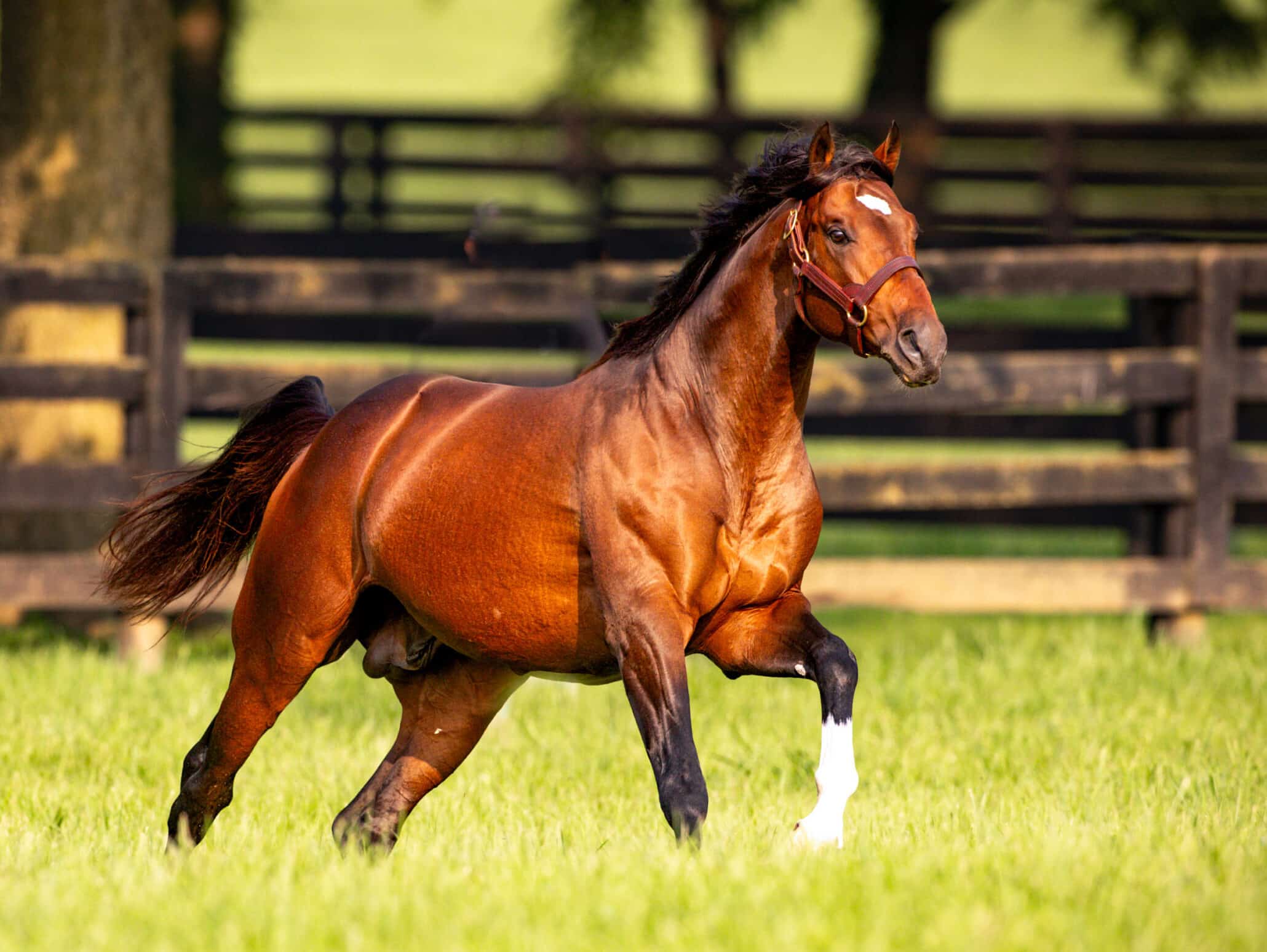 Greatest Honour's first foal is a colt - Spendthrift - A Kentucky ...