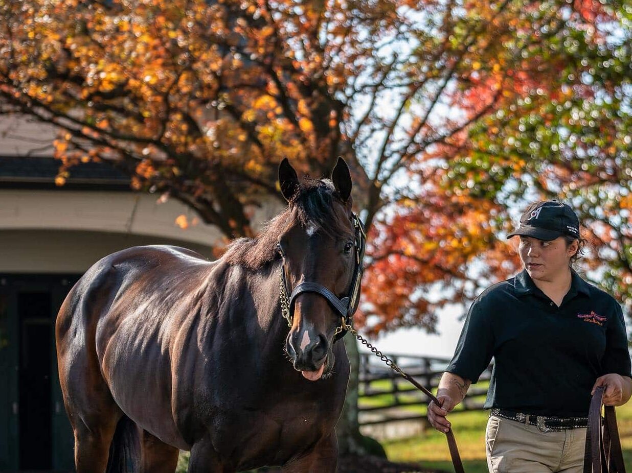 First-season stallions all report first in-foal mares - Spendthrift - A ...