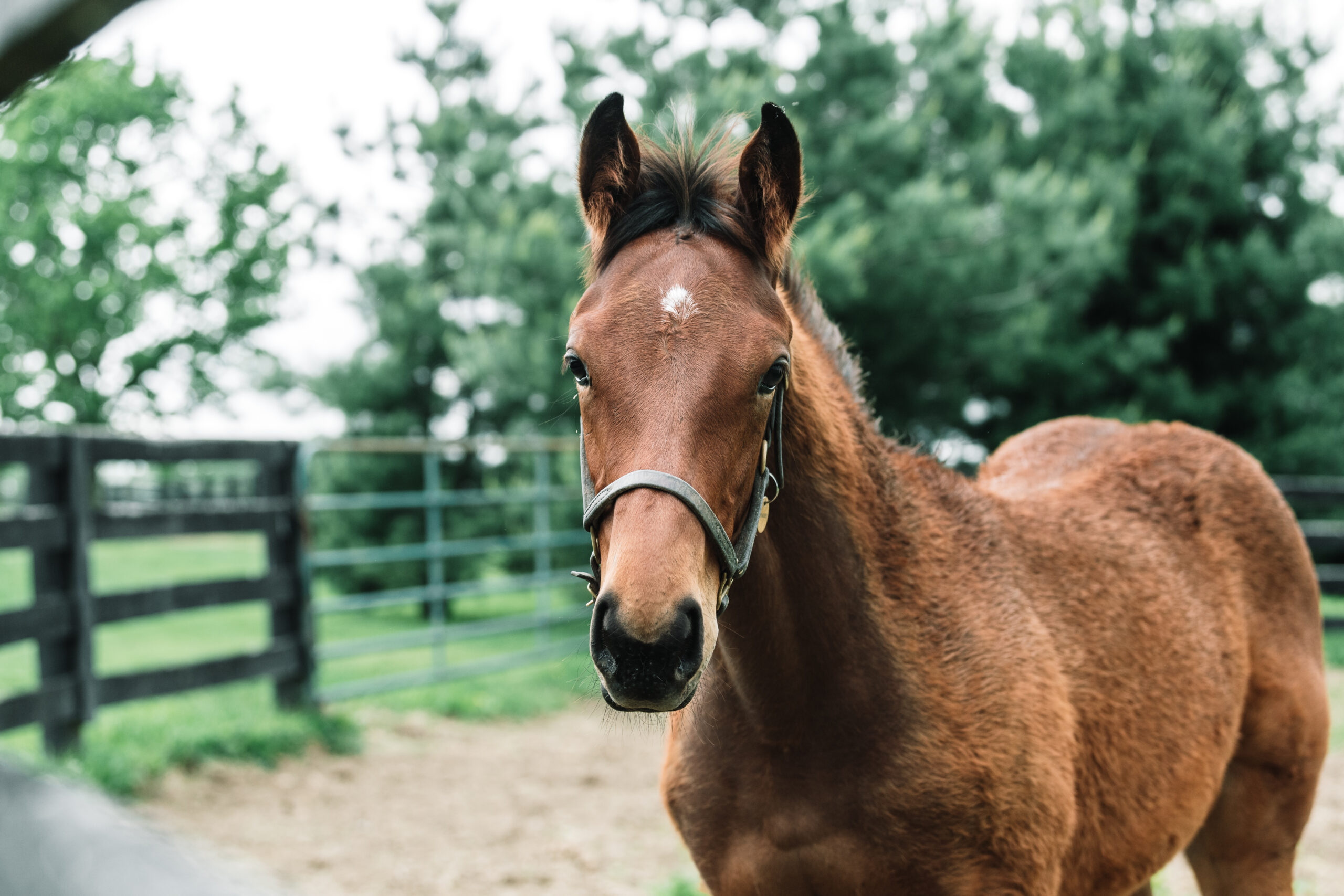 Happy Birthday Beholder! - Spendthrift - A Kentucky Thoroughbred ...