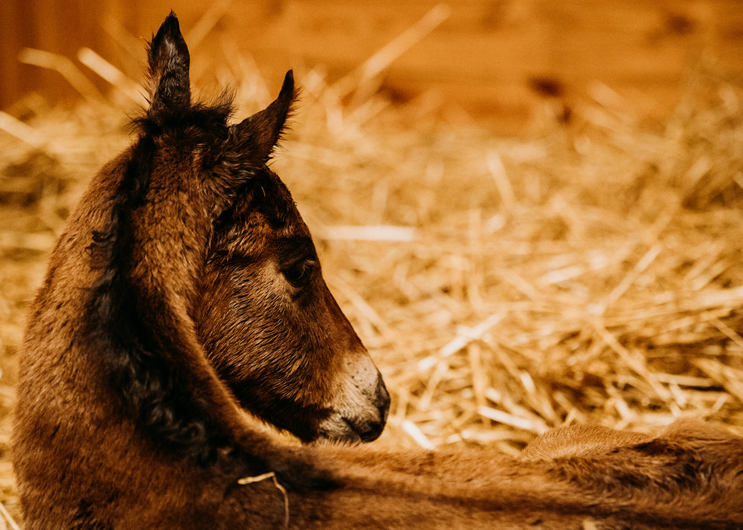 Beholder x War Front is here! - Spendthrift - A Kentucky Thoroughbred ...