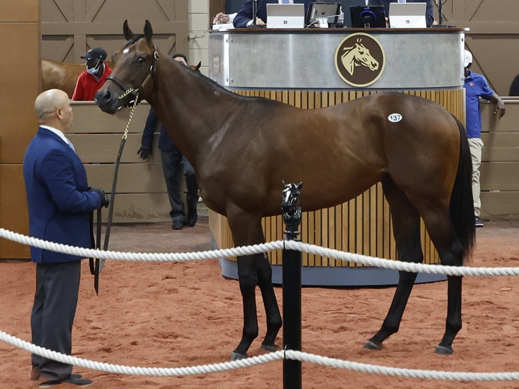 $400,000 colt leads terrific Fasig-Tipton Midlantic sale for Vekoma ...