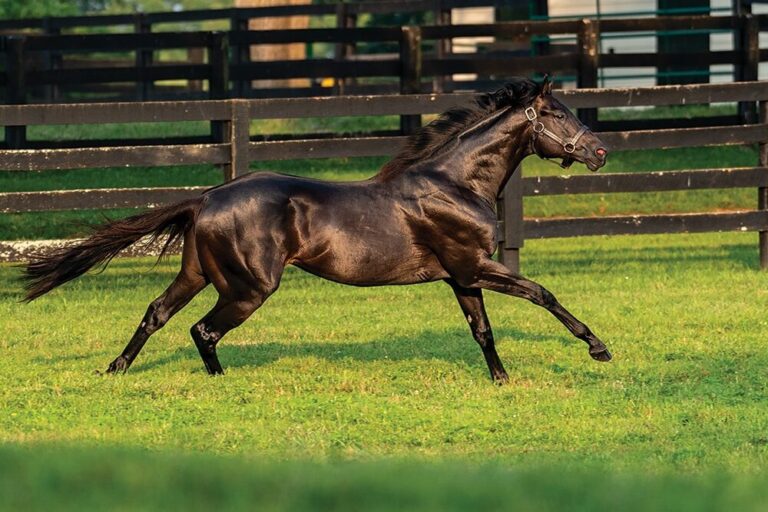 G1 winner Zandon sires first foal - Spendthrift - A Kentucky ...