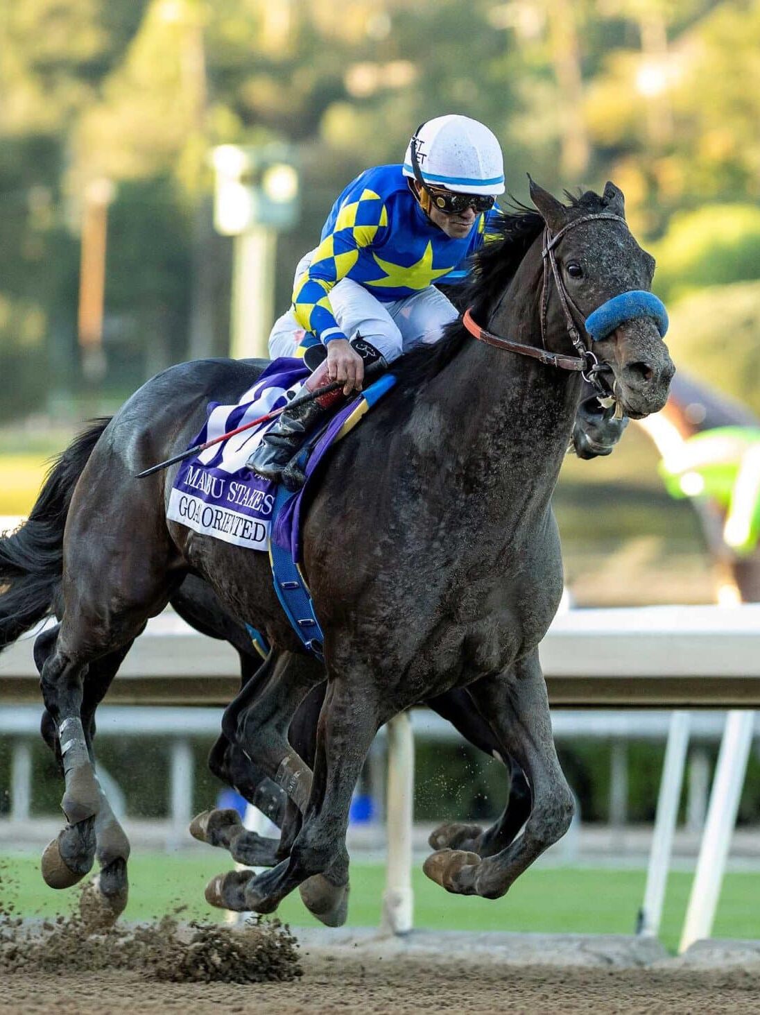 Goal Oriented, G1 winner by Not This Time, retires to Spendthrift ...