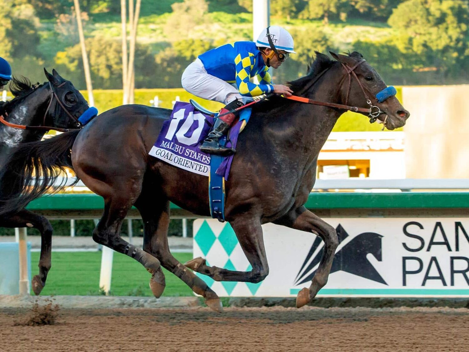 Goal Oriented - Thoroughbred Stallion at Spendthrift Farm, KY