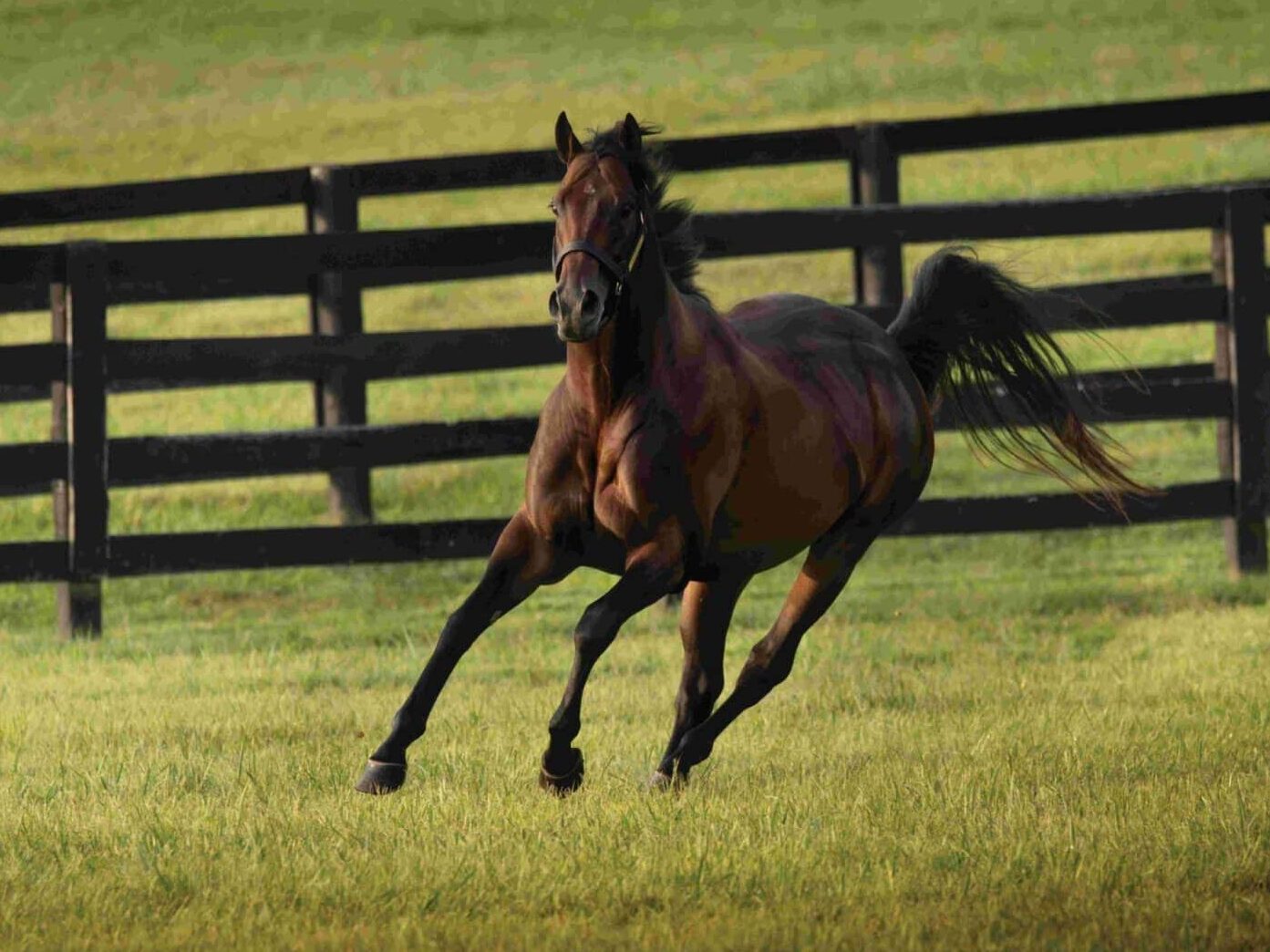 Kingsbarns, G1 winner by Uncle Mo, sires first foal - Spendthrift - A ...